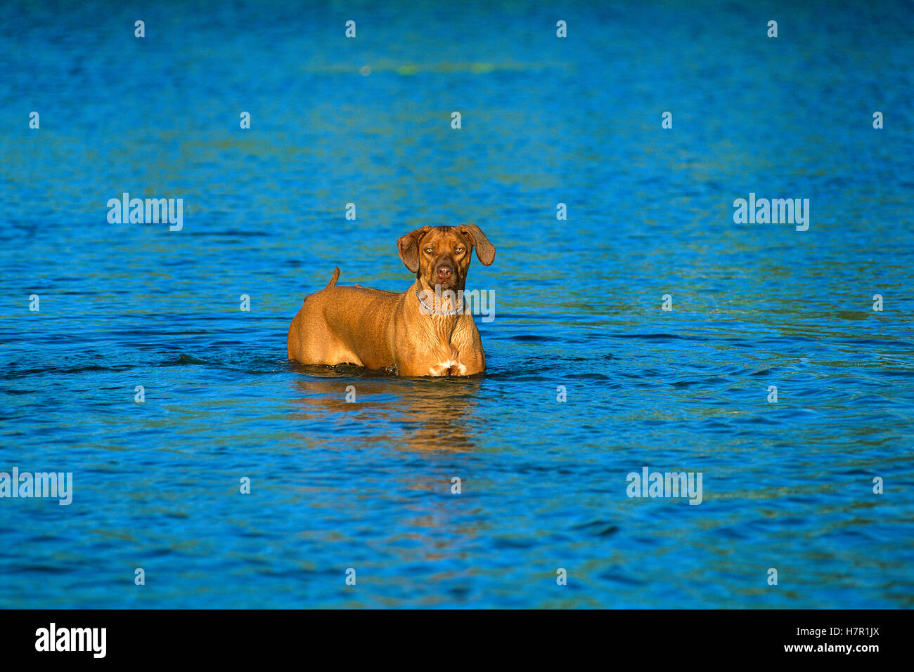 Rhodesian Ridgeback (Canis familiaris) wading in water Stock Photo - Alamy