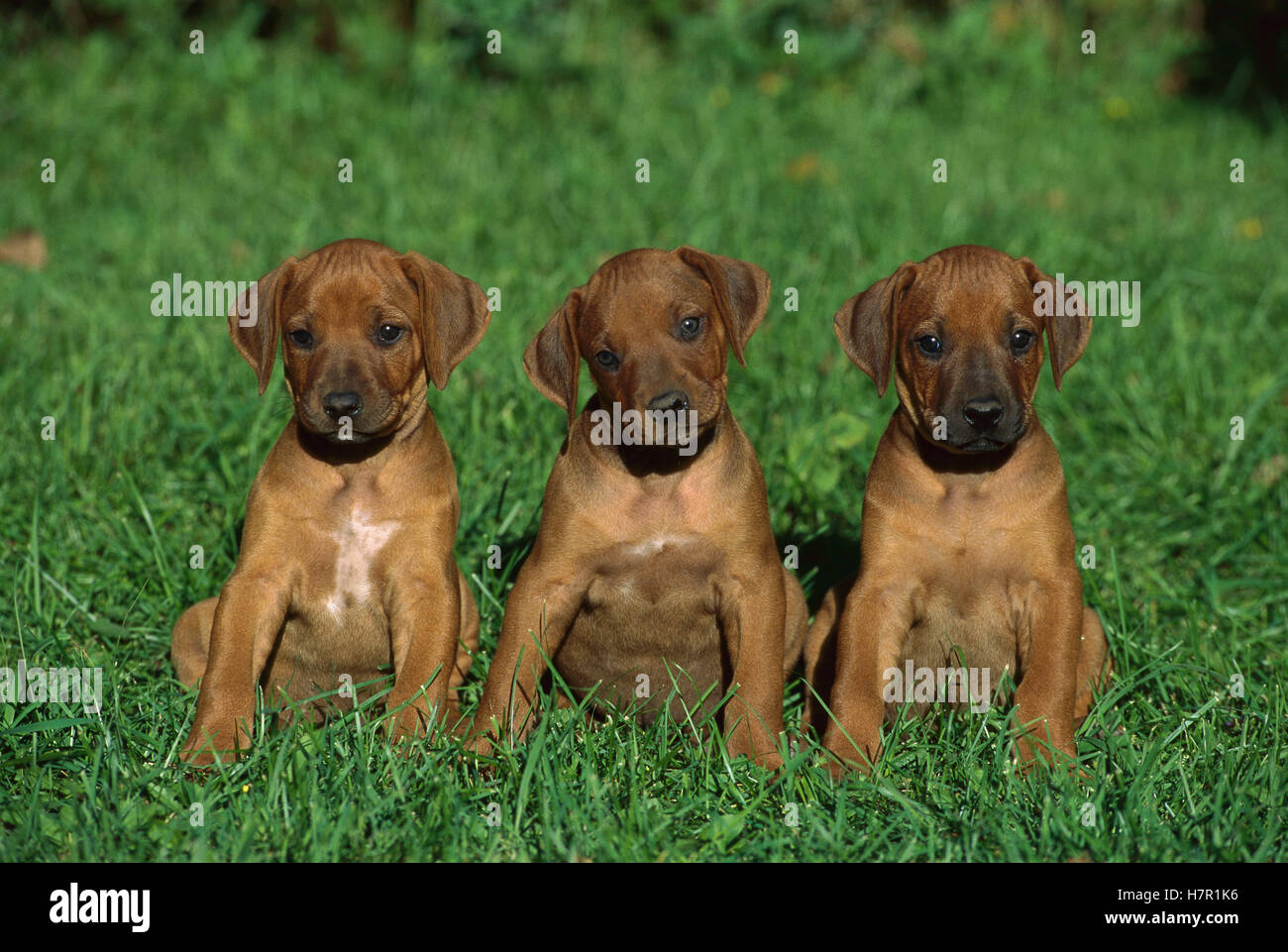 Rhodesian Ridgeback (Canis familiaris) line of three puppies Stock ...