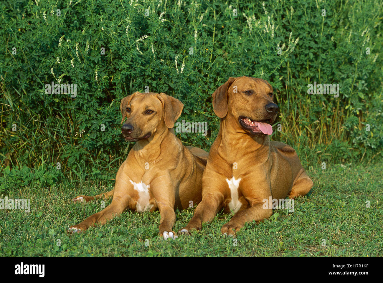Rhodesian Ridgeback (Canis familiaris) adult male and female Stock ...