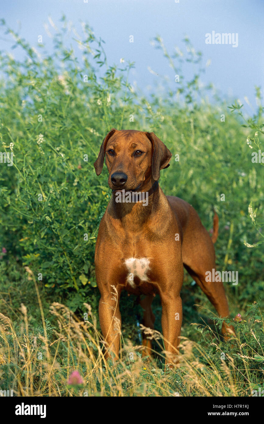 Rhodesian Ridgeback (Canis familiaris) adult portrait Stock Photo - Alamy