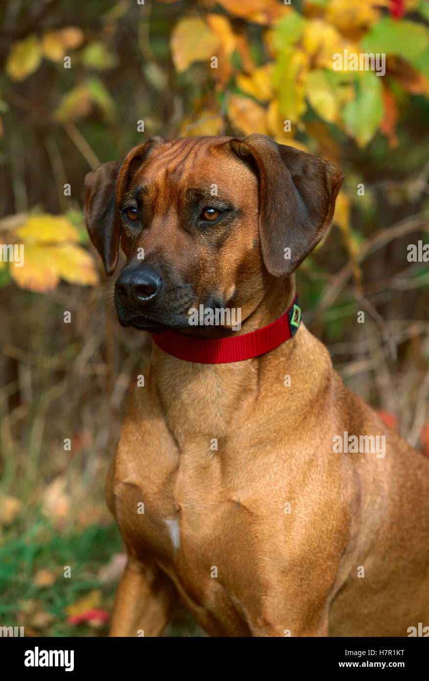 Rhodesian Ridgeback (Canis familiaris) adult portrait Stock Photo - Alamy