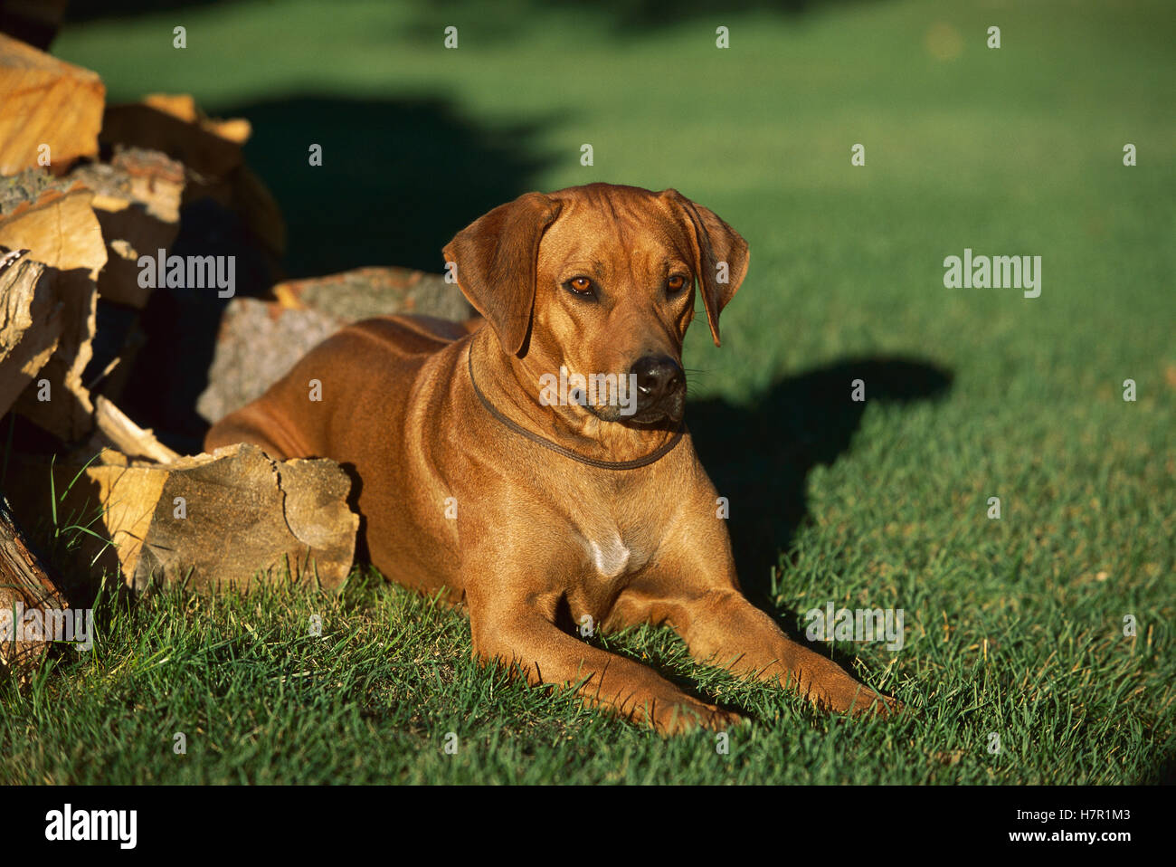 Rhodesian Ridgeback (Canis familiaris) laying near wood pile Stock ...