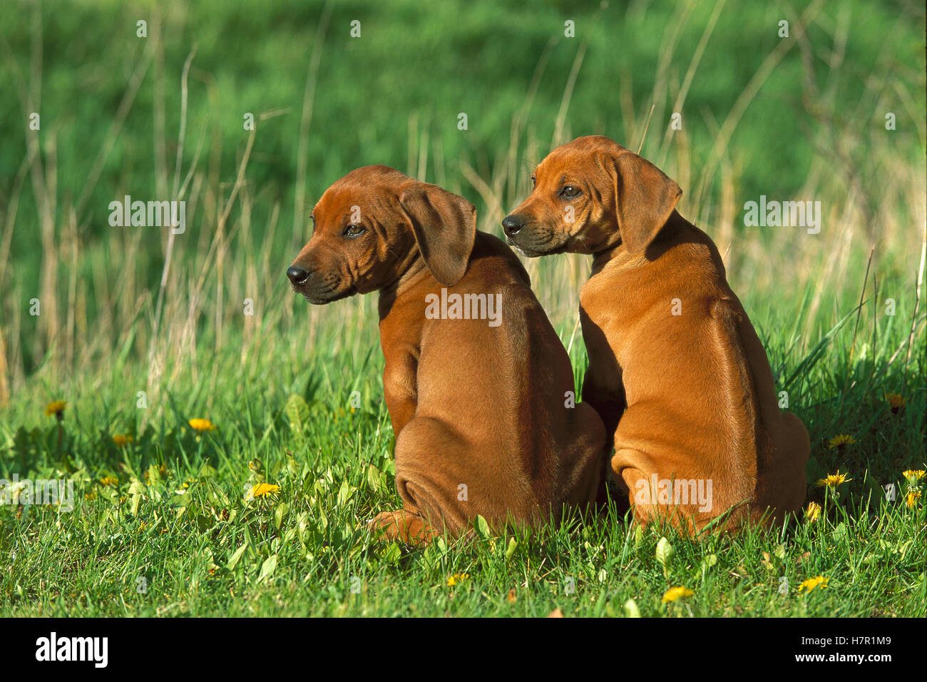 Rhodesian Ridgeback (Canis familiaris) pair of puppies showing ...