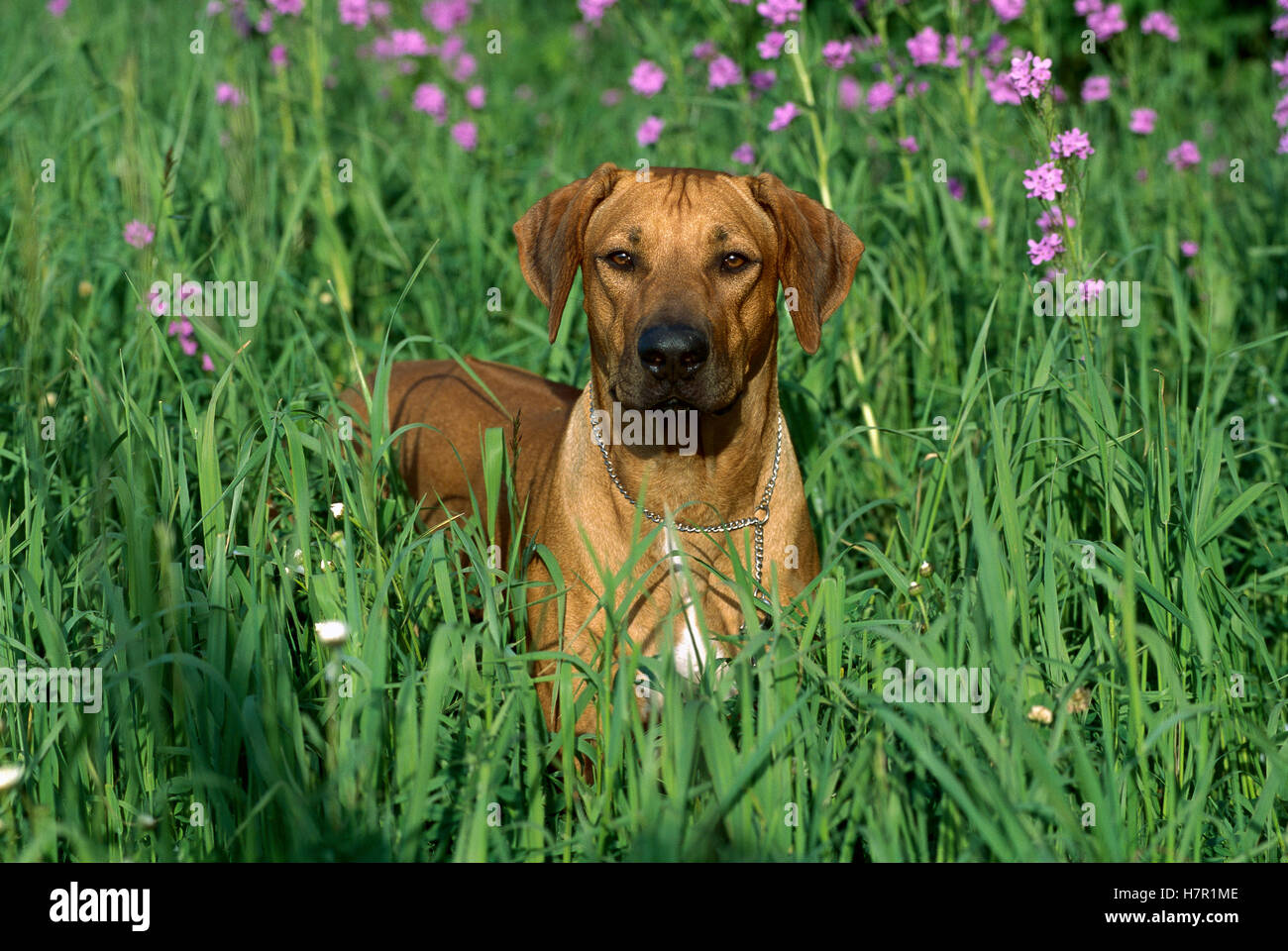 Rhodesian Ridgeback (Canis familiaris) in tall grass Stock Photo - Alamy