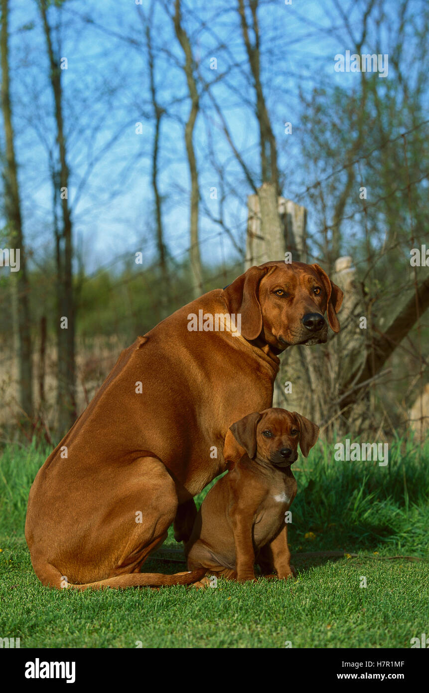 Rhodesian Ridgeback (Canis familiaris) adult and puppy Stock Photo - Alamy