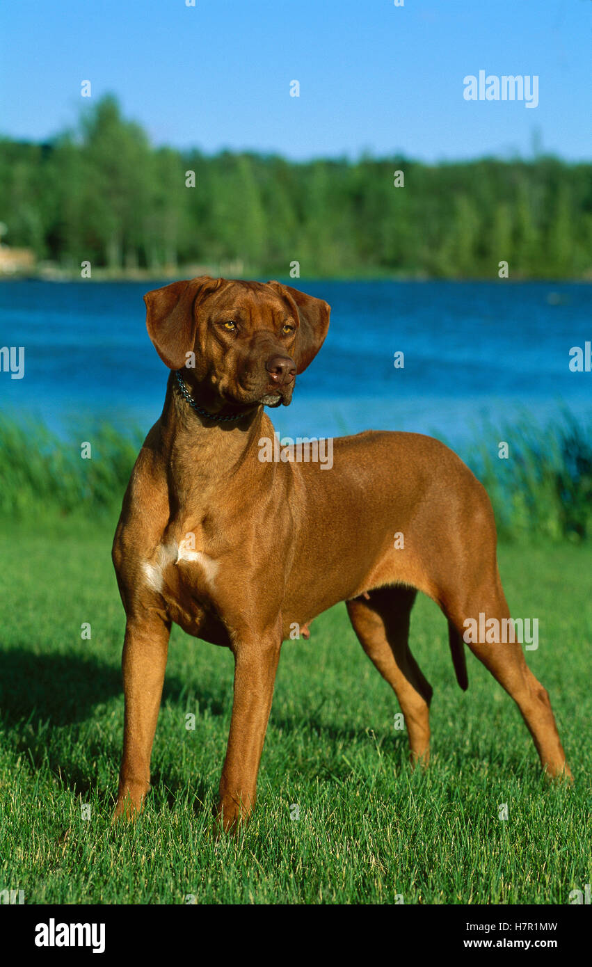 Rhodesian Ridgeback (Canis familiaris) adult female standing on lawn ...