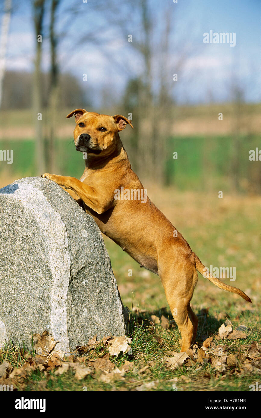 Staffordshire Bull Terrier (Canis familiaris) female standing on hind ...