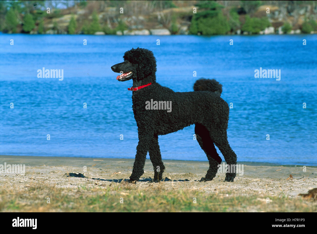 Standard Poodle (Canis familiaris) portrait Stock Photo - Alamy