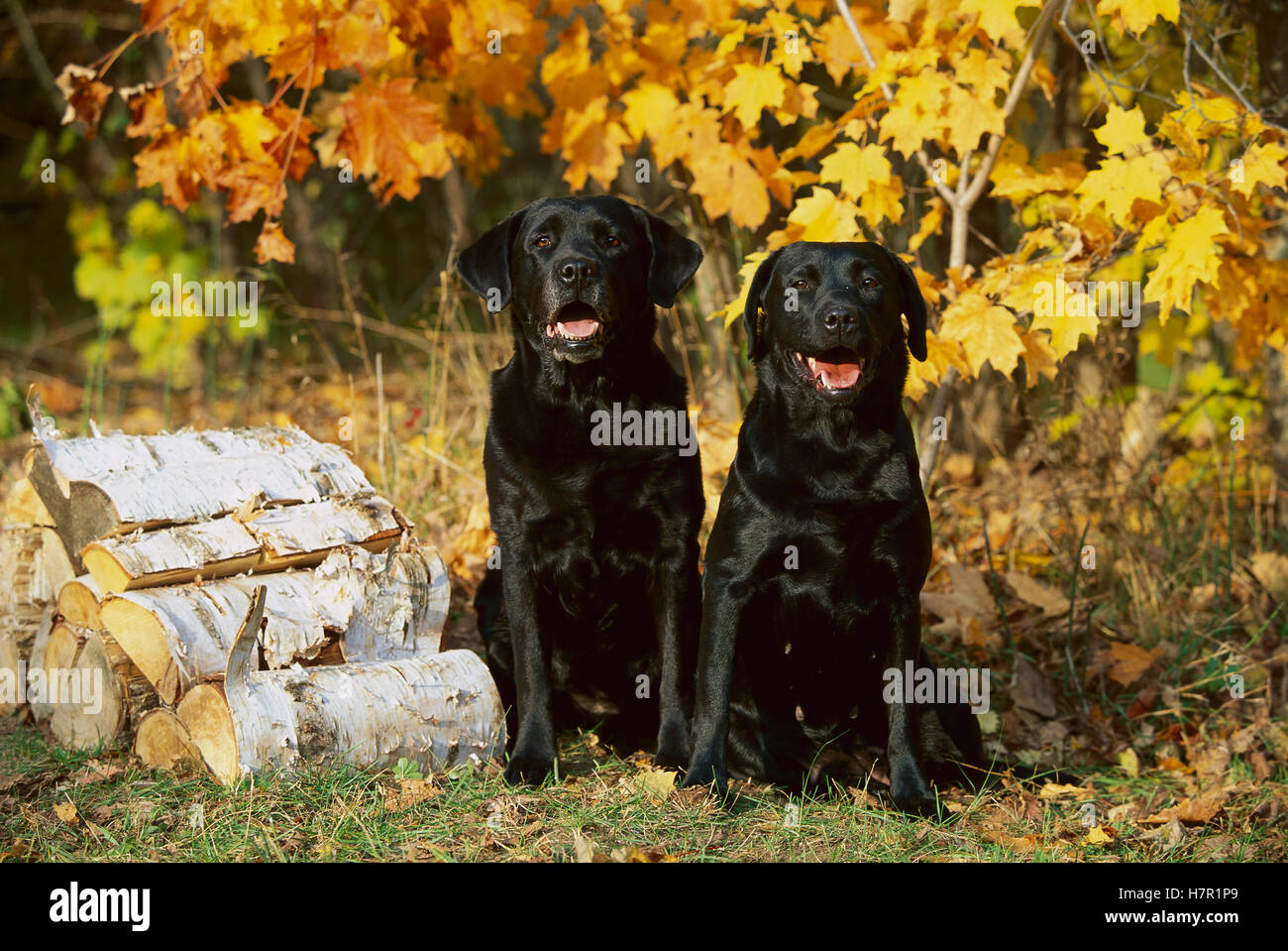 Black Labrador Retriever (Canis familiaris) pair with autumn foliage ...