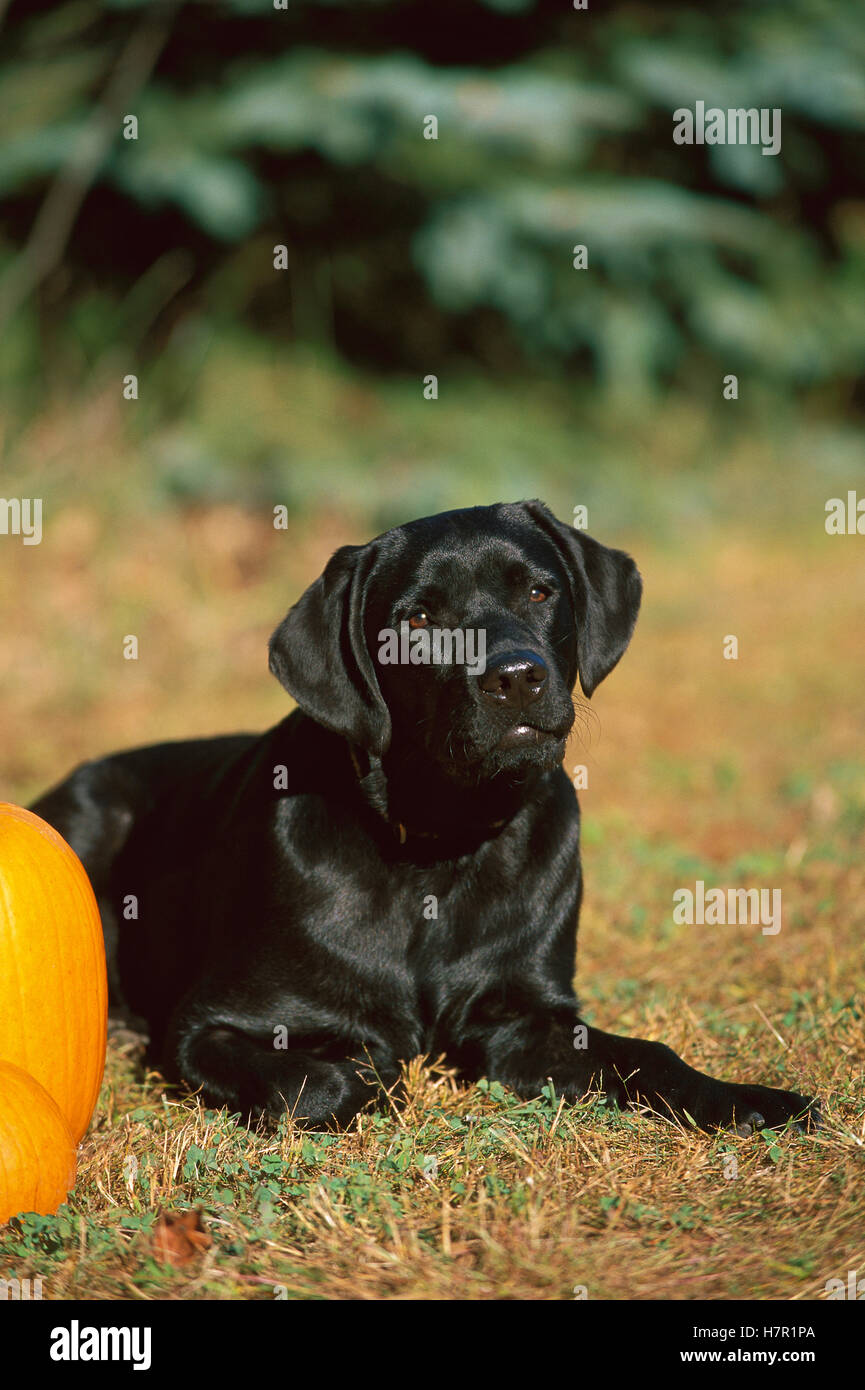 Black Labrador Retriever (Canis familiaris) puppy lying next to ...