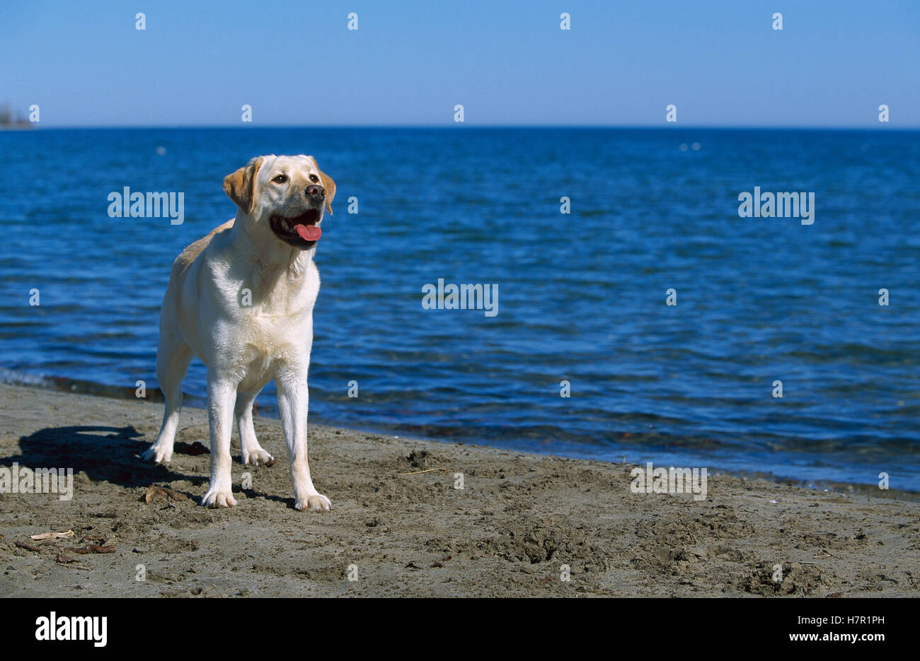 Yellow Labrador Retriever (Canis familiaris) at beach Stock Photo - Alamy