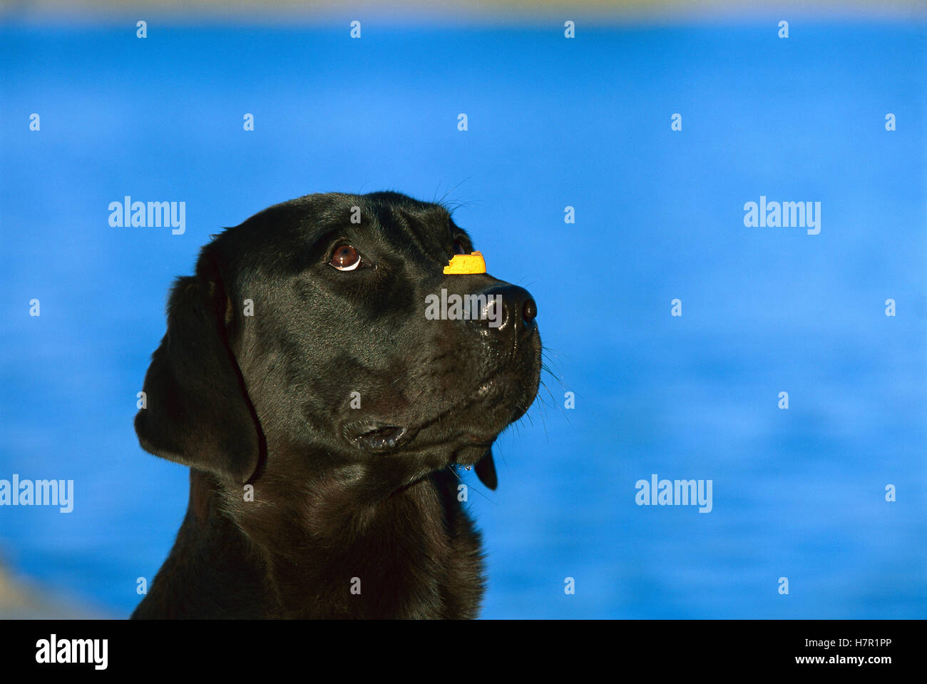 Black Labrador Retriever (Canis familiaris) balancing treat on snout ...