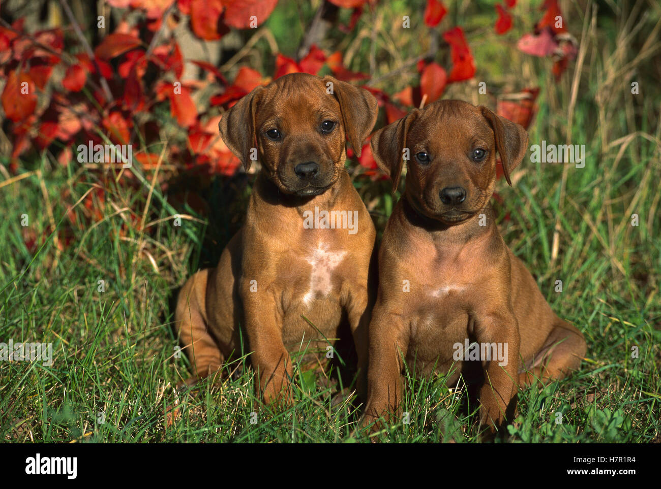 Rhodesian Ridgeback (Canis familiaris) puppy pair Stock Photo - Alamy