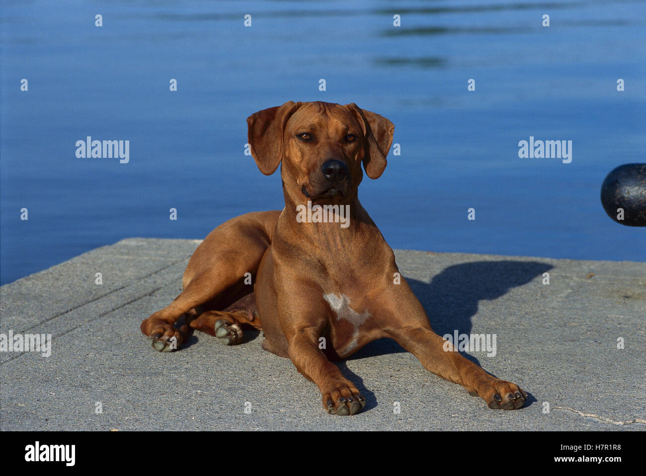 Rhodesian Ridgeback (Canis familiaris) lying on concrete deck Stock ...