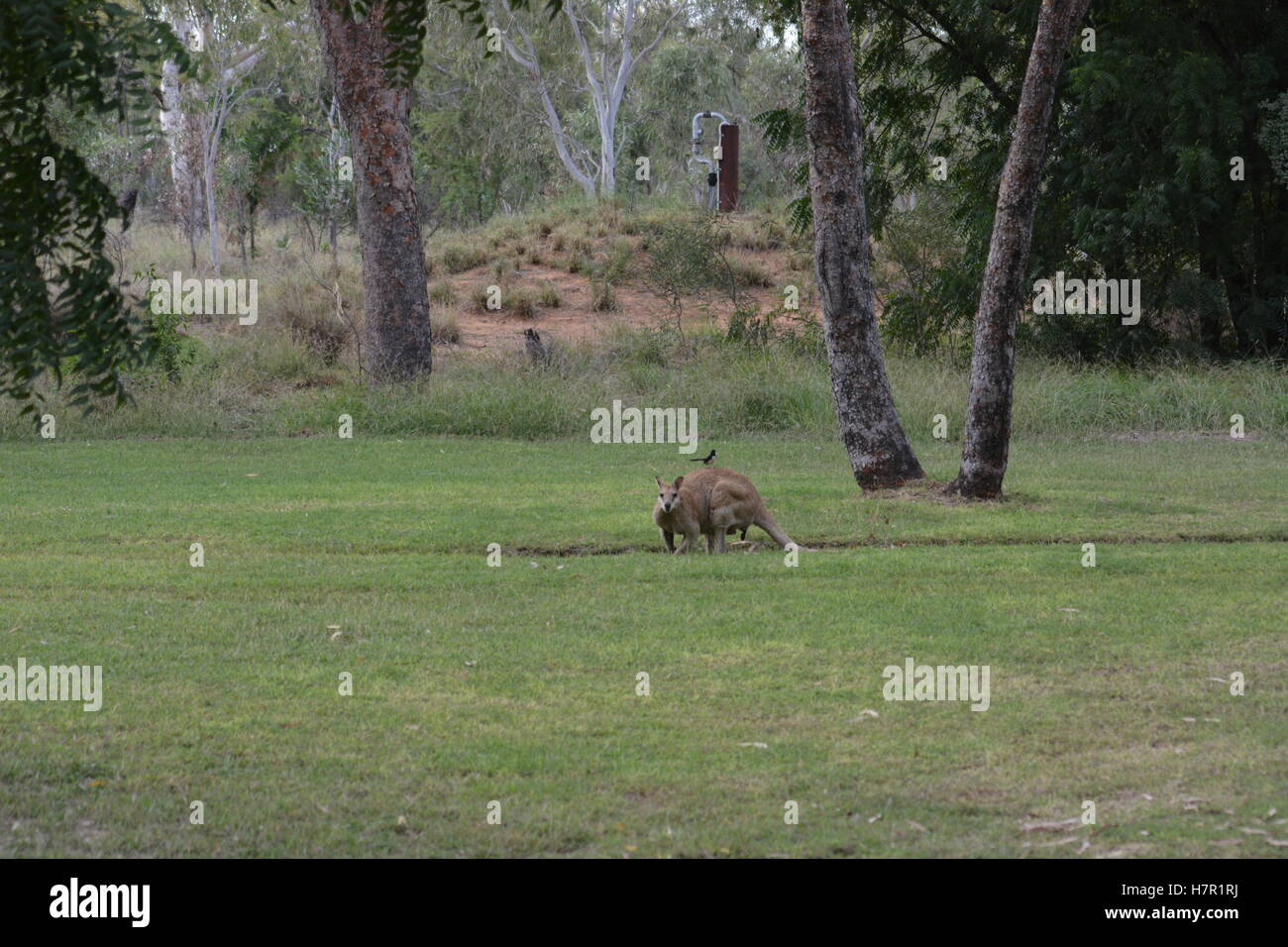Fitzroy crossing hi-res stock photography and images - Alamy