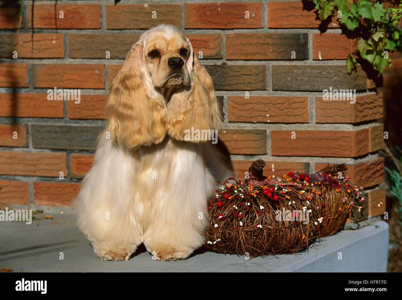 Cocker Spaniel (Canis familiaris) adult Stock Photo - Alamy