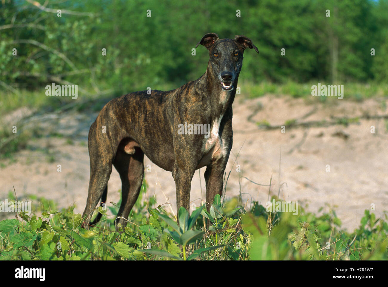 Greyhound (Canis familiaris) adult Stock Photo - Alamy