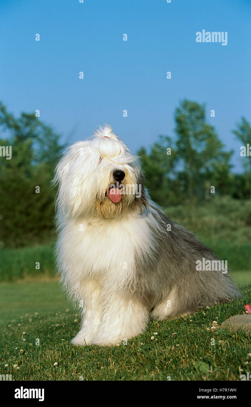 Old English Sheepdog (Canis familiaris) adult Stock Photo - Alamy