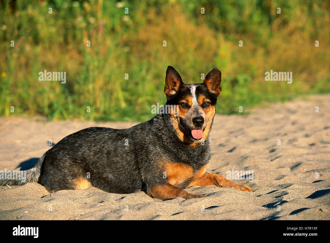 Australian Cattle Dog (Canis familiaris) playing in sand Stock Photo ...