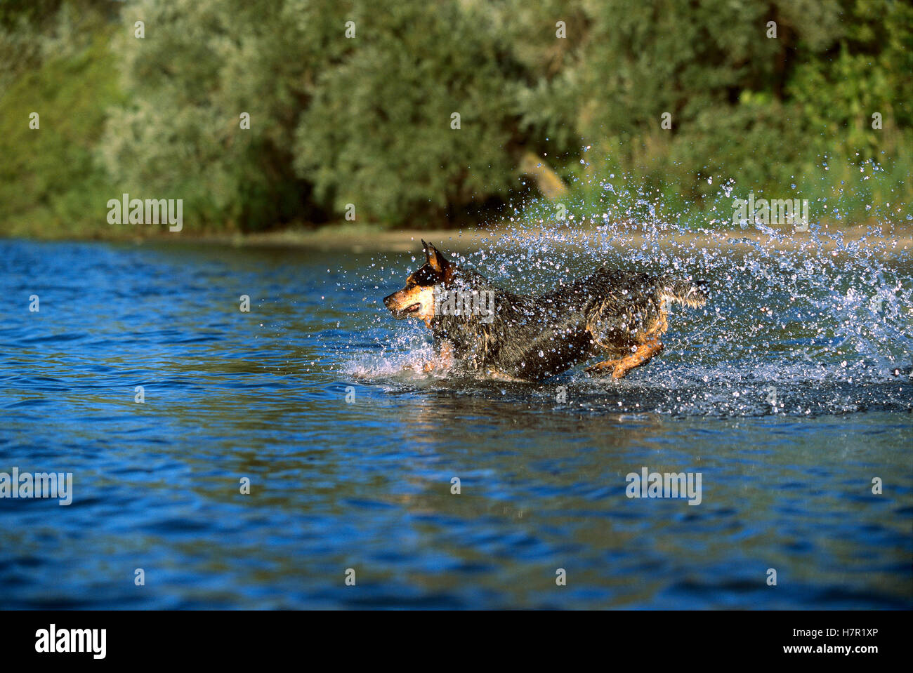 Australian Cattle Dog (Canis familiaris) playing in water Stock Photo ...