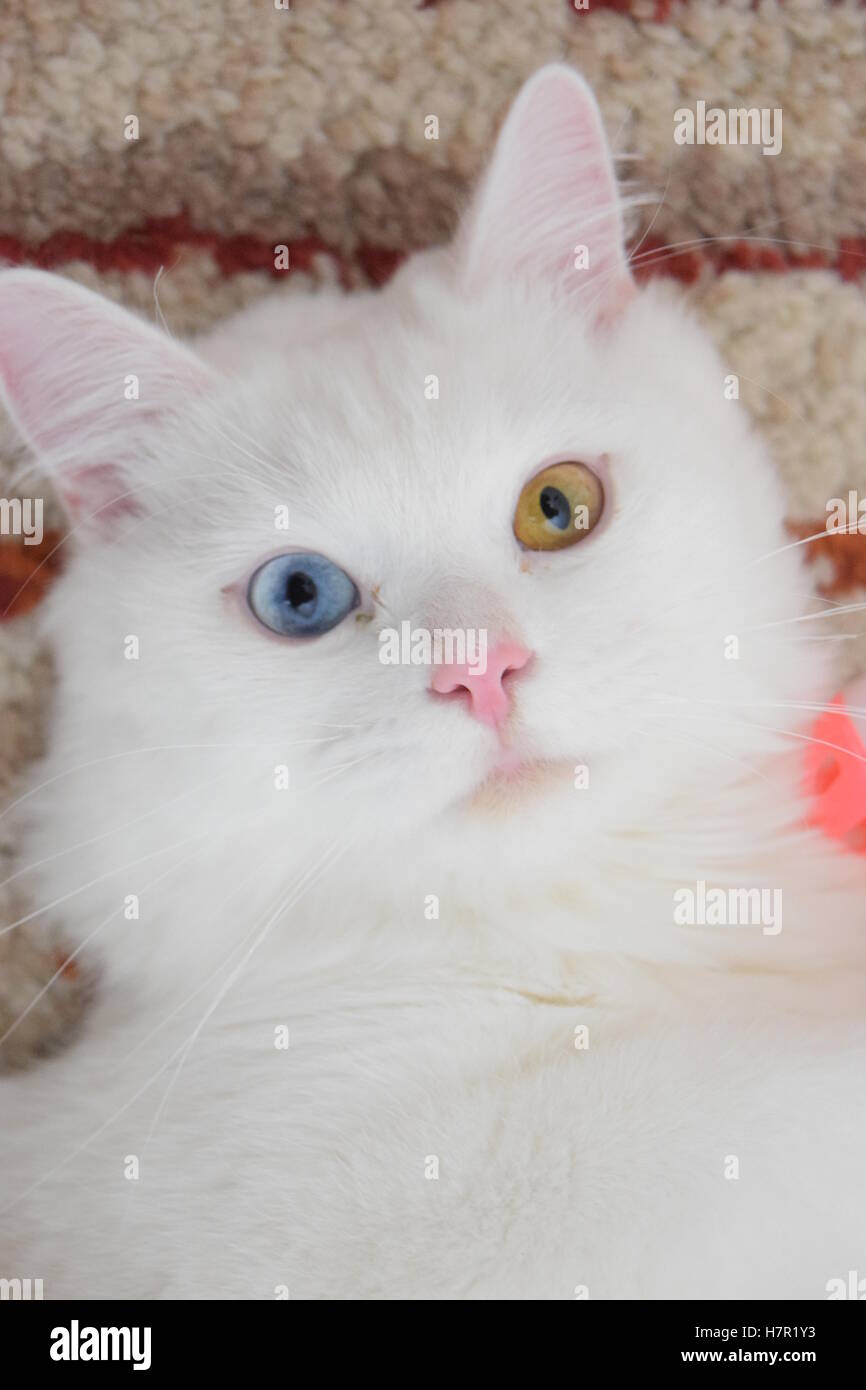 White cat with blue and yellow eyes selfie Stock Photo - Alamy
