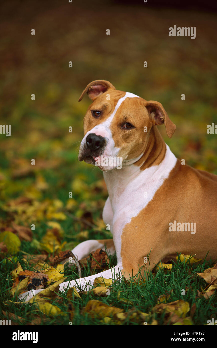 American Pit Bull Terrier (Canis familiaris) laying in grass Stock ...