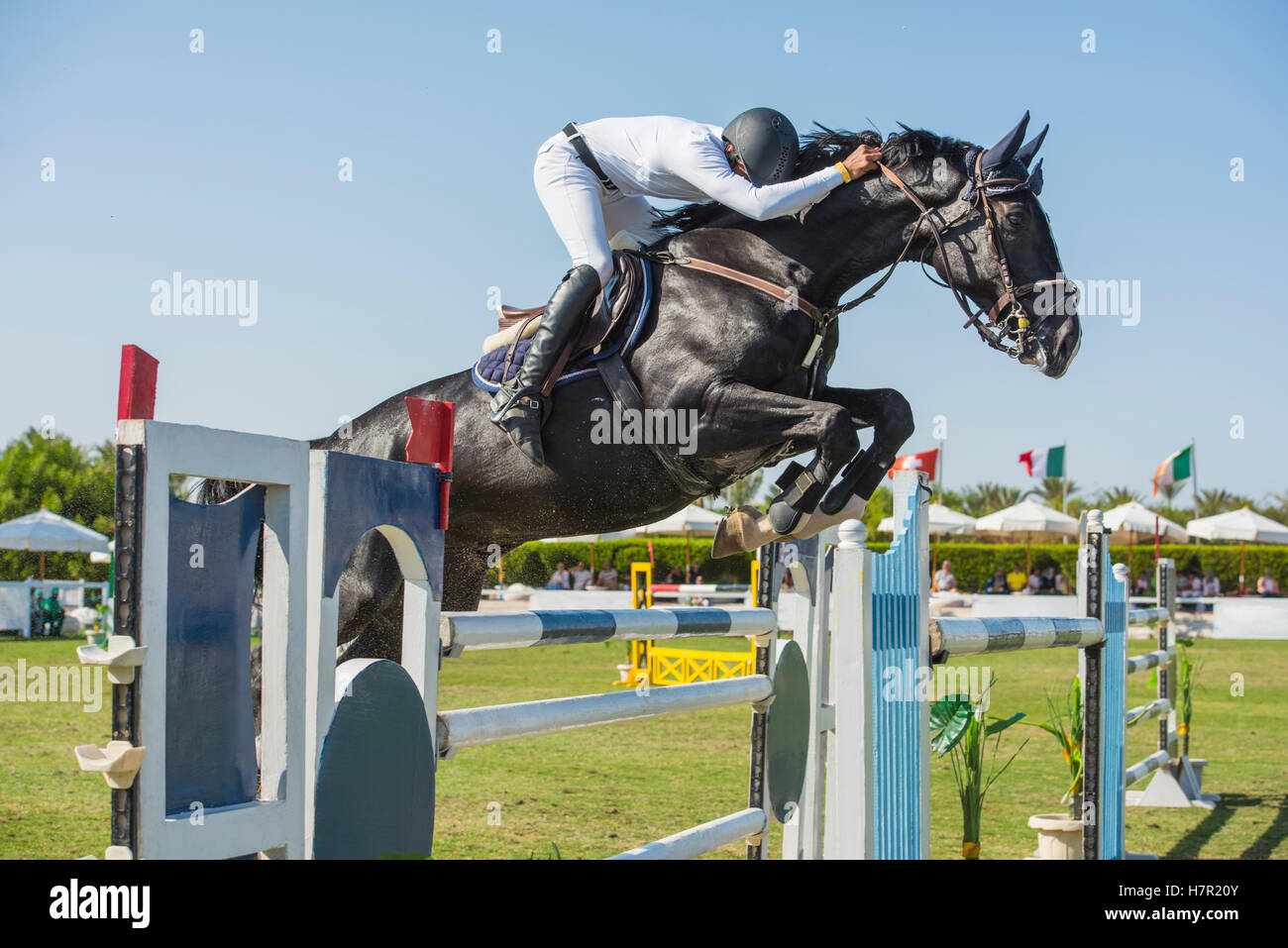 Horse and rider competing in an equestrian showjumping sports ...