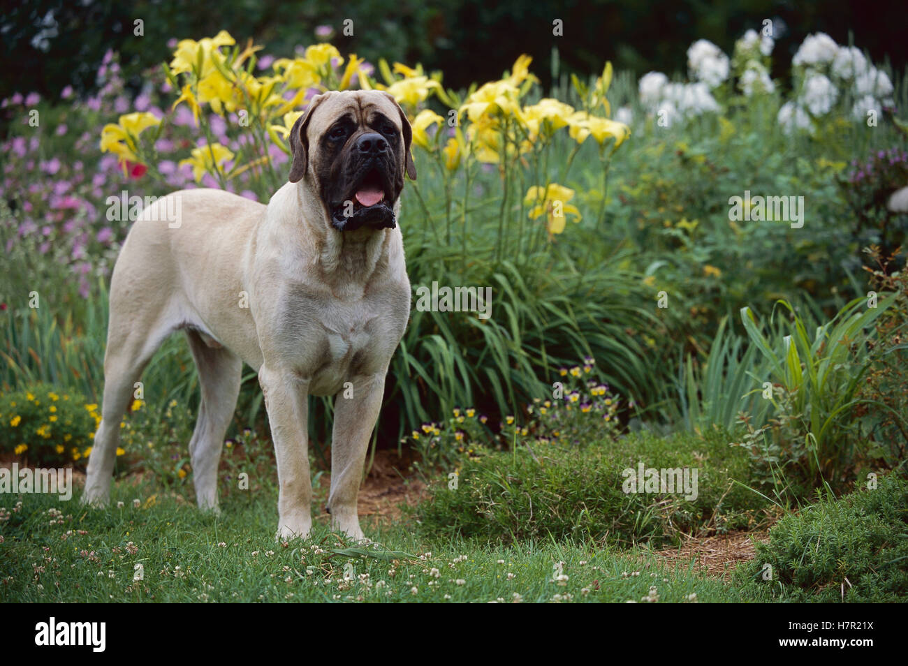 Mastiff (Canis familiaris) one, standing Stock Photo - Alamy