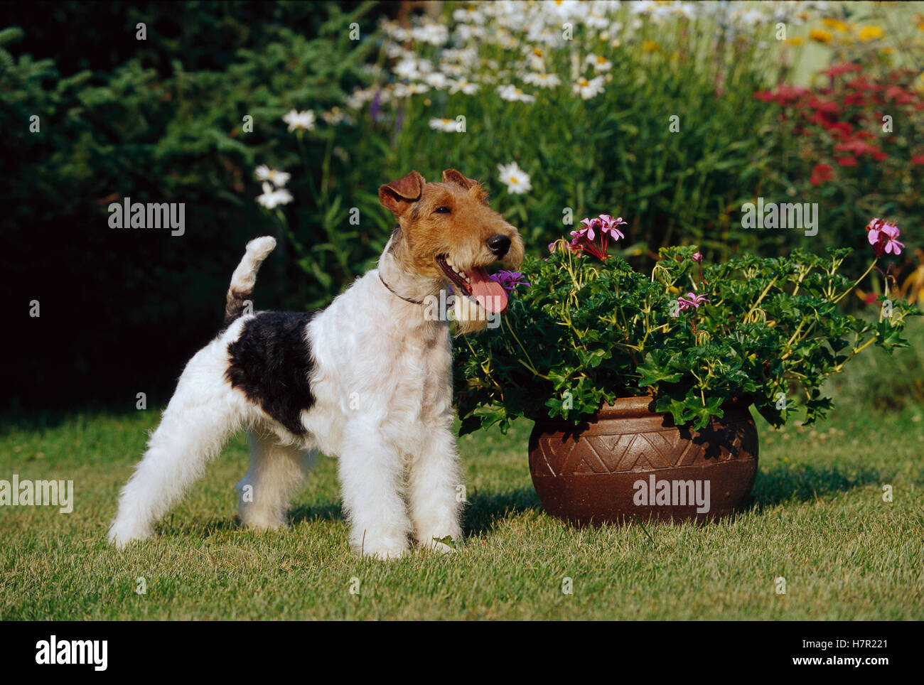White Fox Terrier (Canis familiaris) one, standing Stock Photo - Alamy