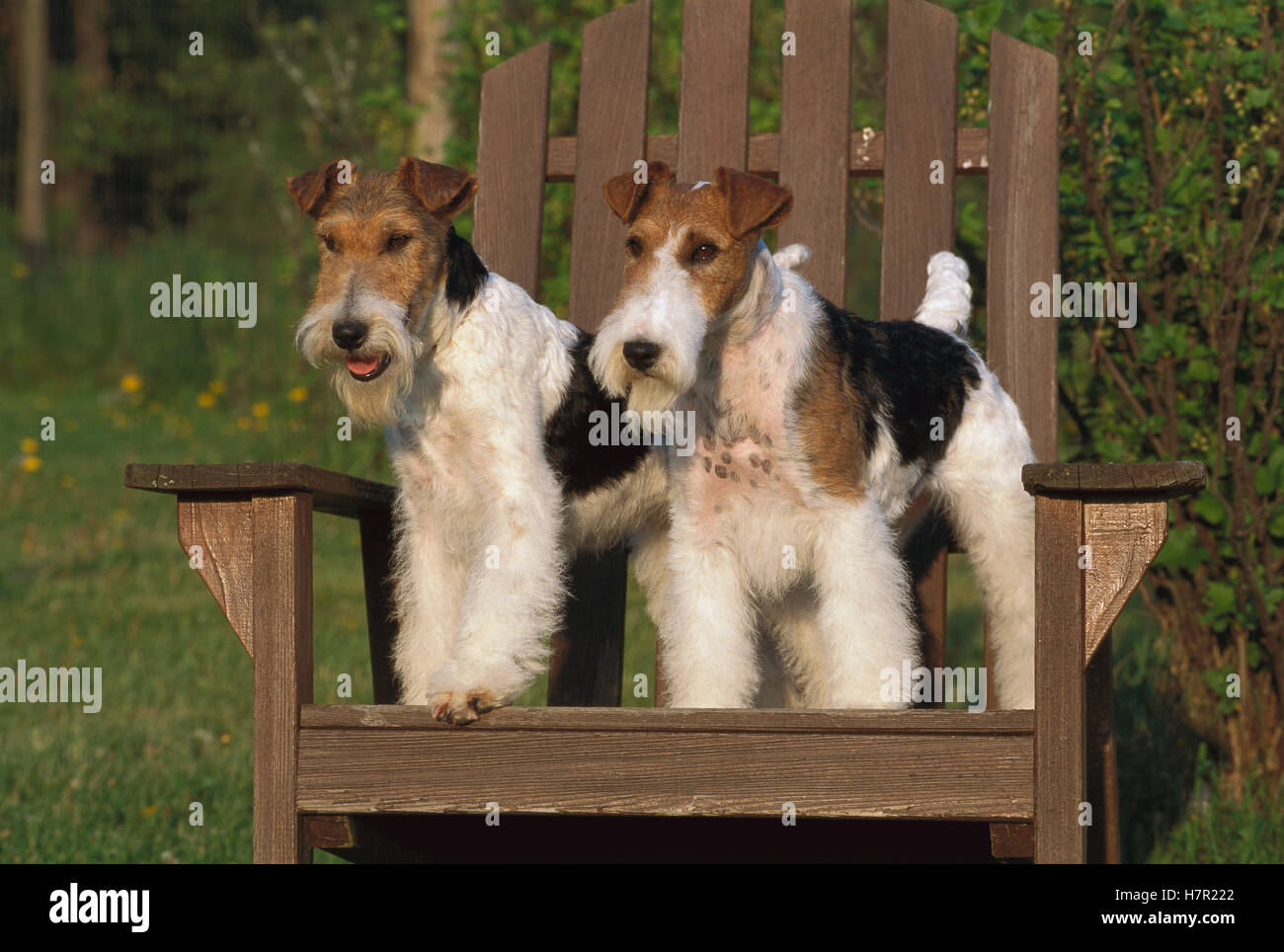 White Fox Terrier (Canis familiaris) two in chair Stock Photo - Alamy