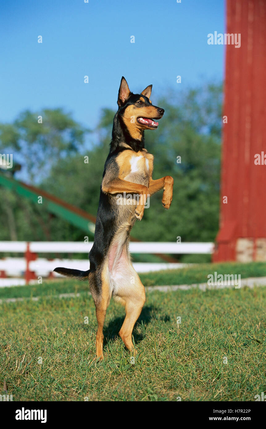 Australian Kelpie (Canis familiaris) standing on hind legs Stock Photo ...