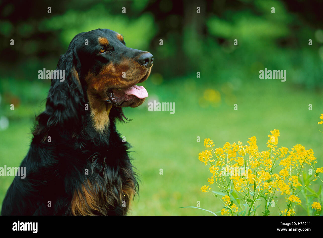 Gordon Setter (Canis familiaris) profile, portrait Stock Photo - Alamy
