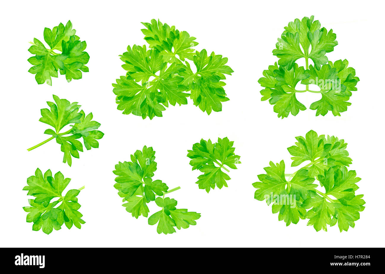Parsley leaf isolated on white. Closeup Stock Photo - Alamy