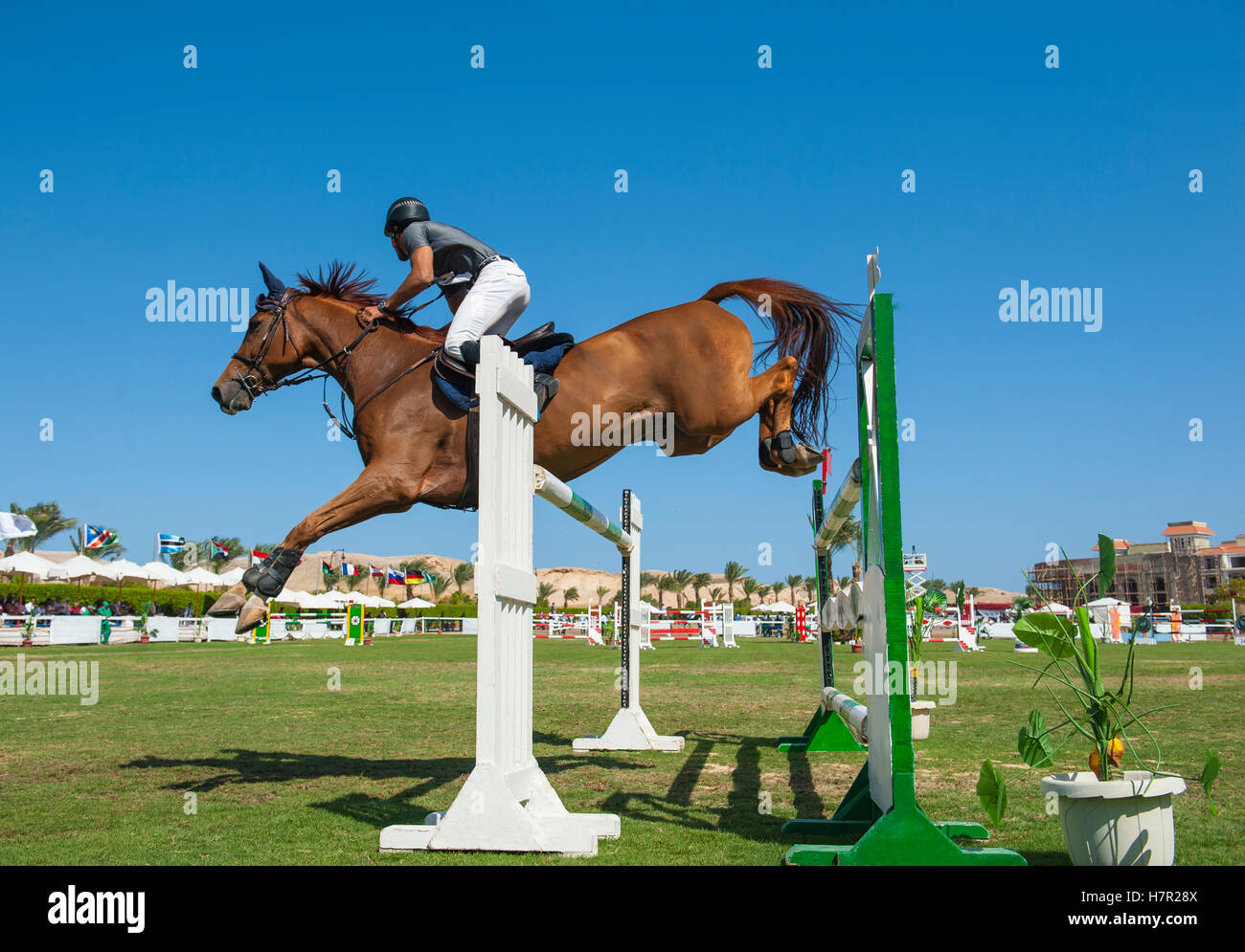Horse and rider competing in an equestrian showjumping sports ...
