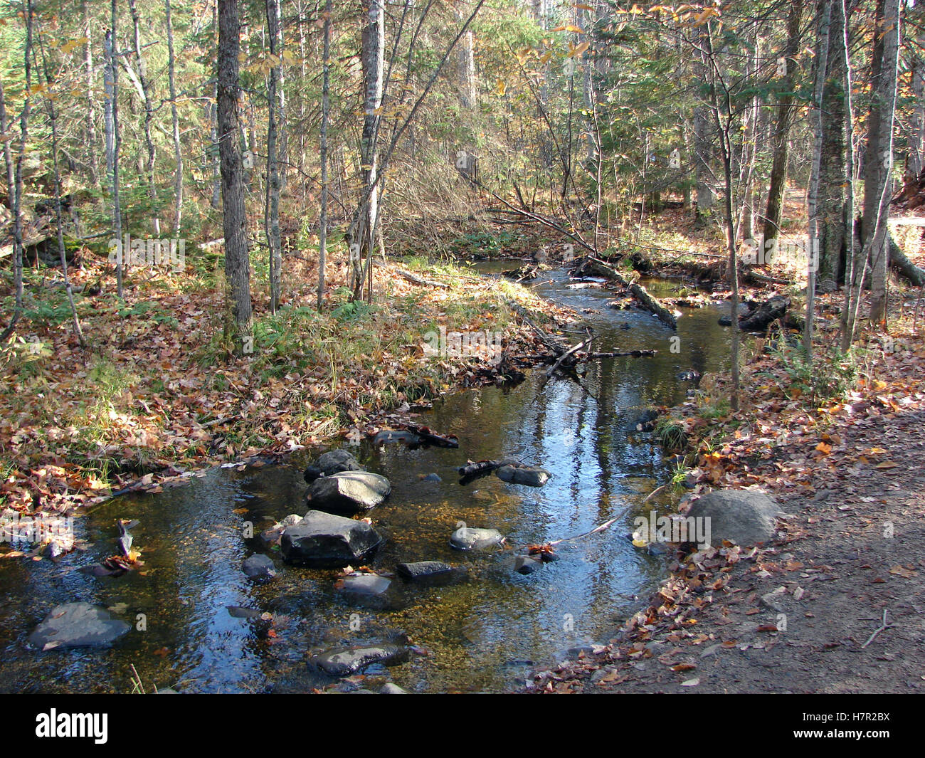 A small stream flowing through a leaf covered forest Stock Photo - Alamy