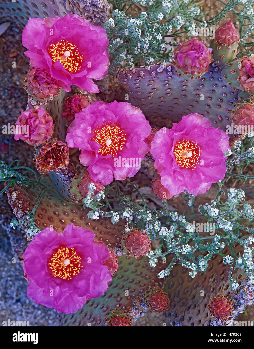 Beavertail Cactus (Opuntia longiareolata) flowering, North America ...