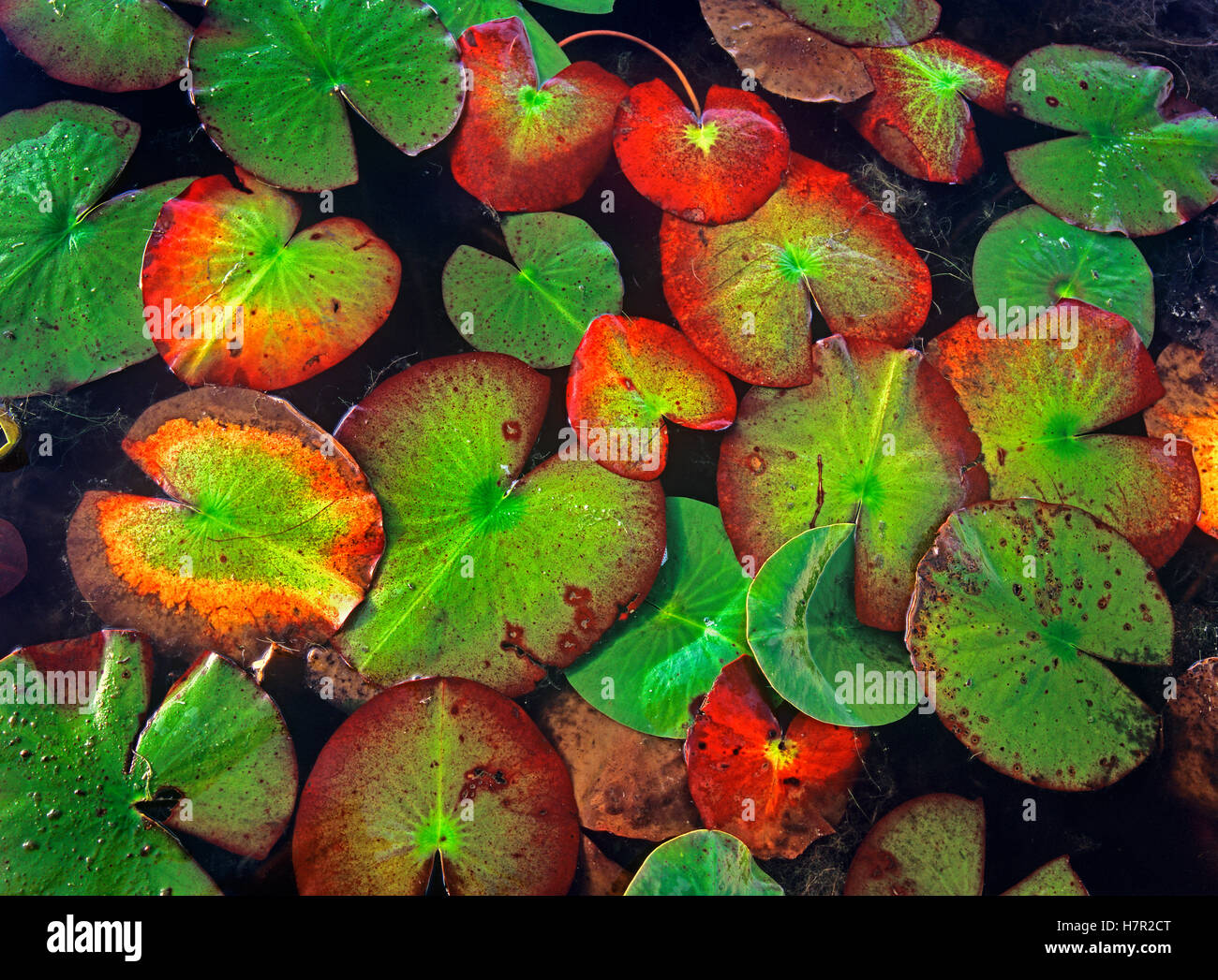Yellow Pond Lily (Nuphar luteum) close up of pads, North America Stock ...