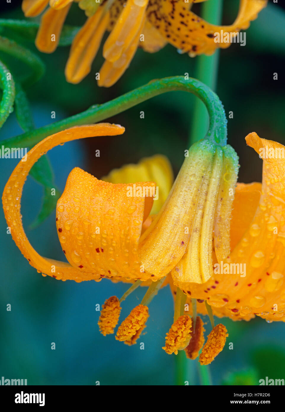 Columbia Lily (Lilium columbianum) showing spotted petals and pollen on ...