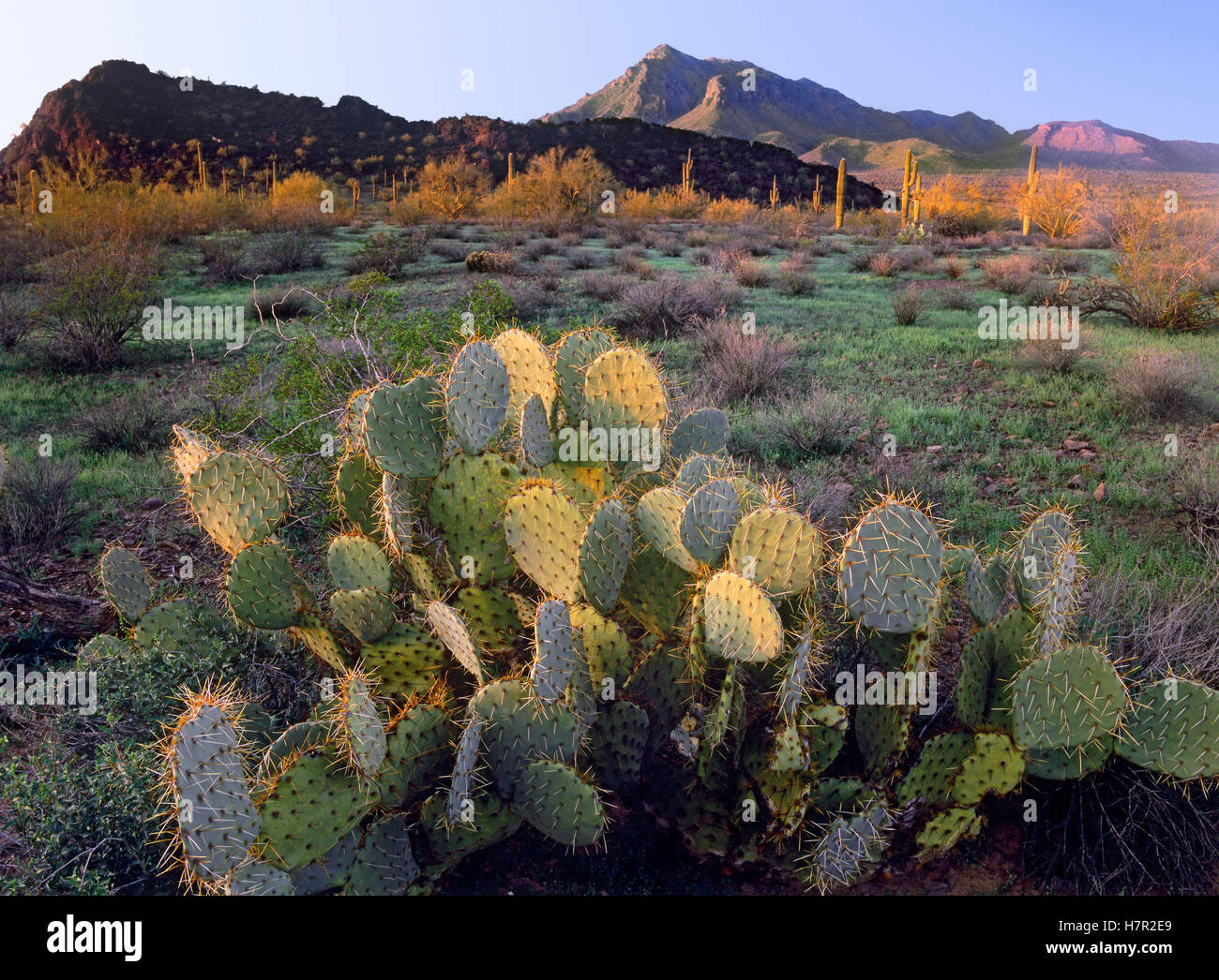 Beavertail Cactus (Opuntia basilaris) with Picacho Mountain in the ...