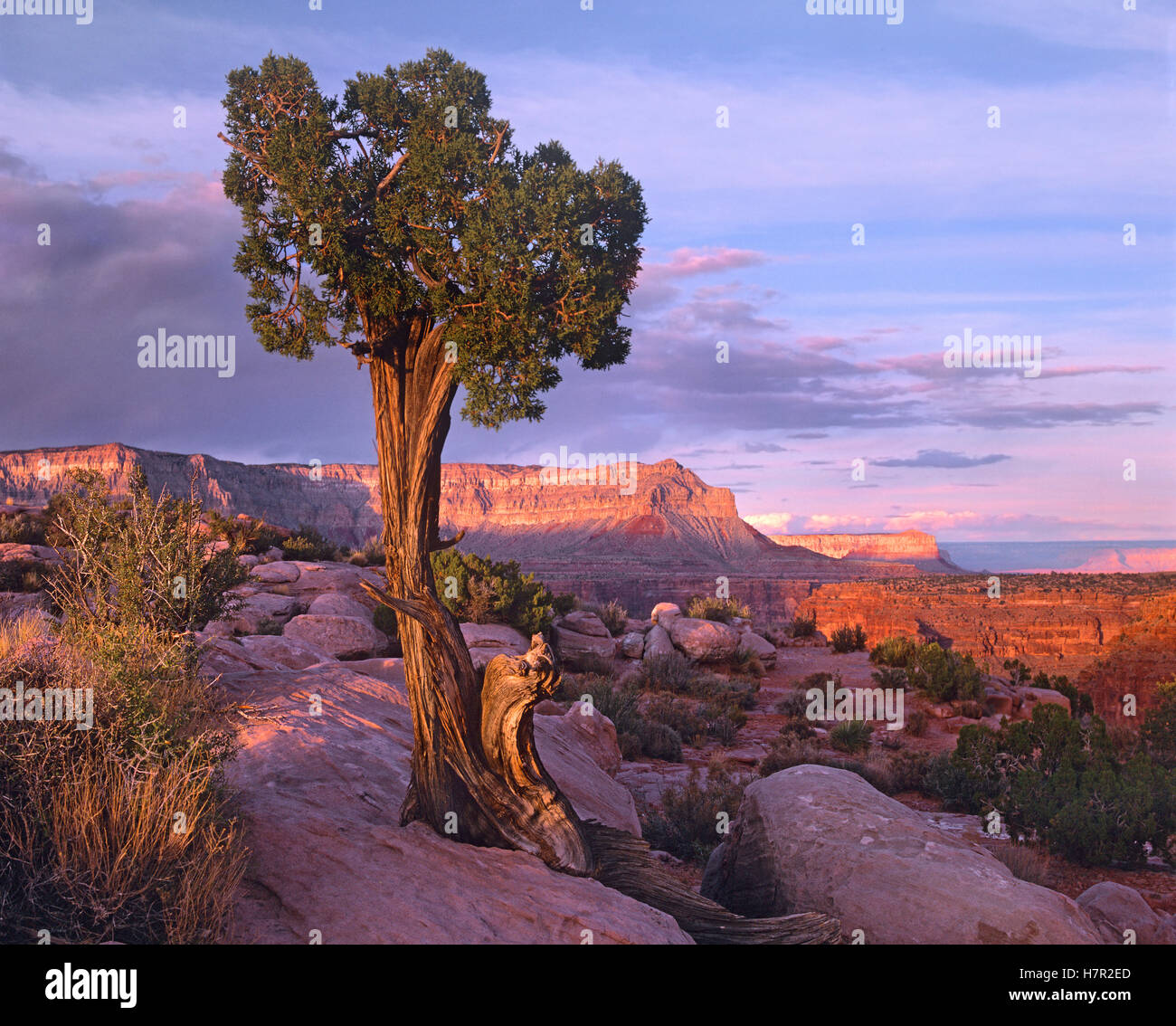 Single-leaf Pinyon Pine (Pinus monophylla) at Toroweap Overlook, Grand ...