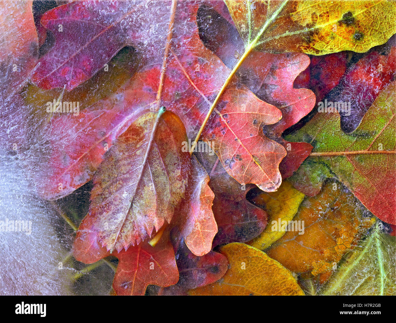 Frozen autumn leaves, North America Stock Photo - Alamy