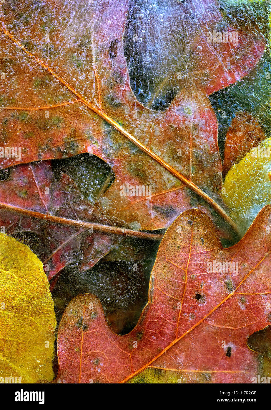 Frozen autumn leaves, North America Stock Photo - Alamy