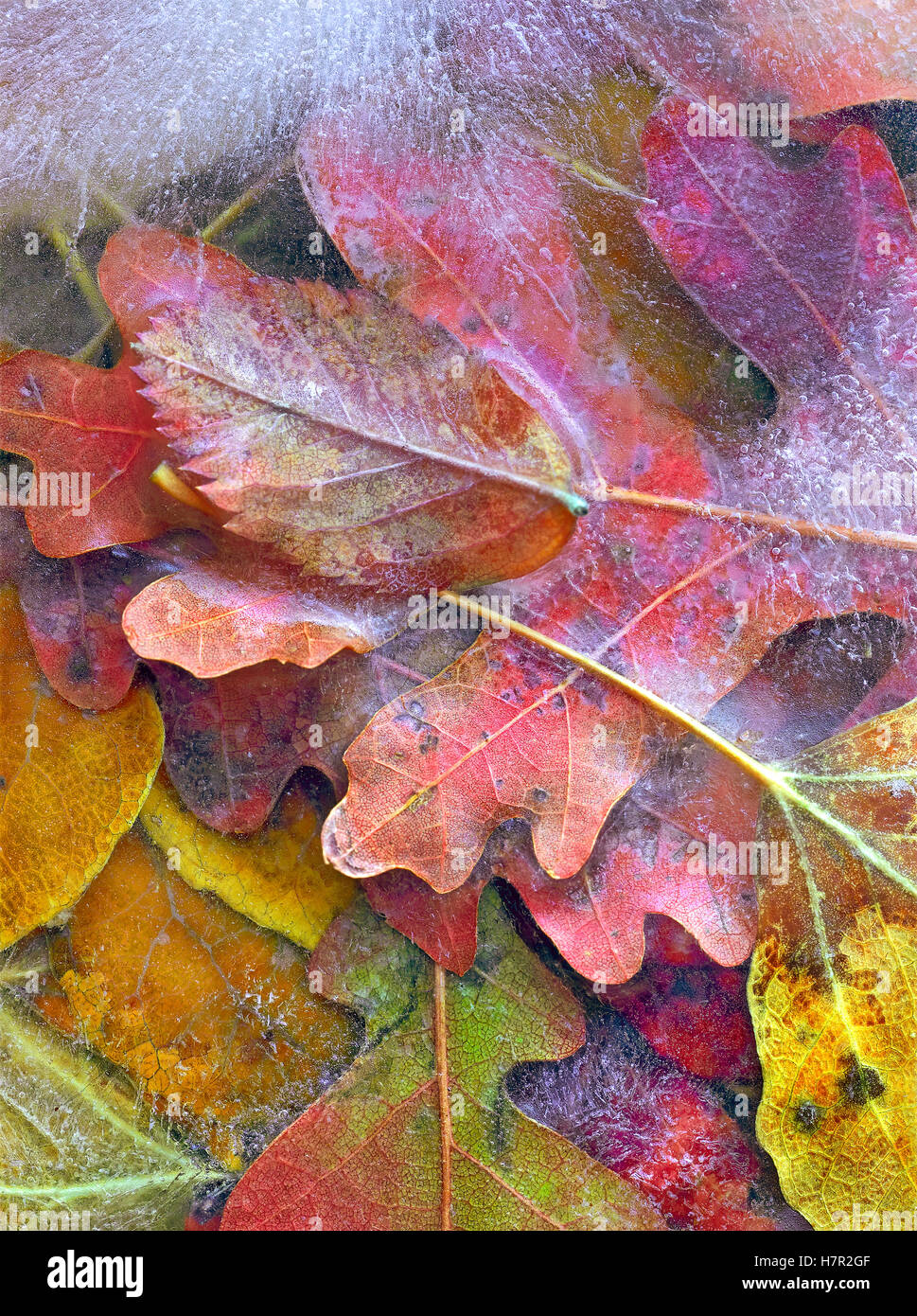 Frozen autumn leaves, North America Stock Photo - Alamy