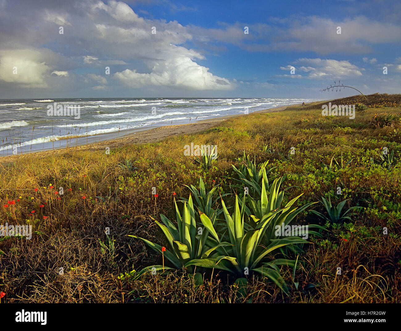 Apollo Beach at Canaveral National Seashore, Florida Stock Photo - Alamy