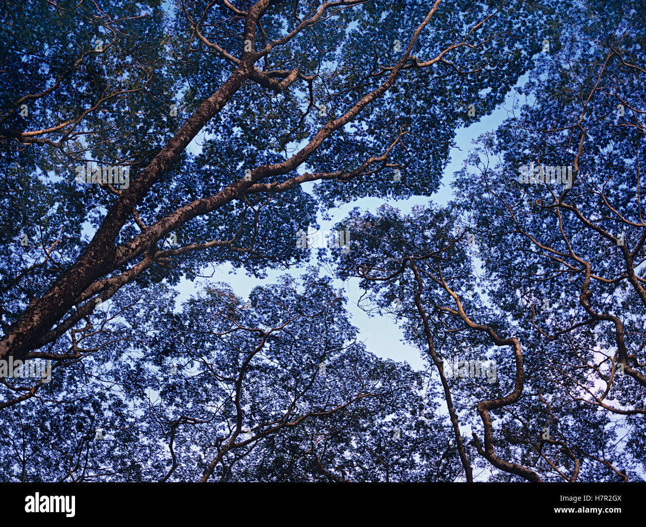 Forest canopy of O'hia trees showing crown shyness, Lava Tree State ...