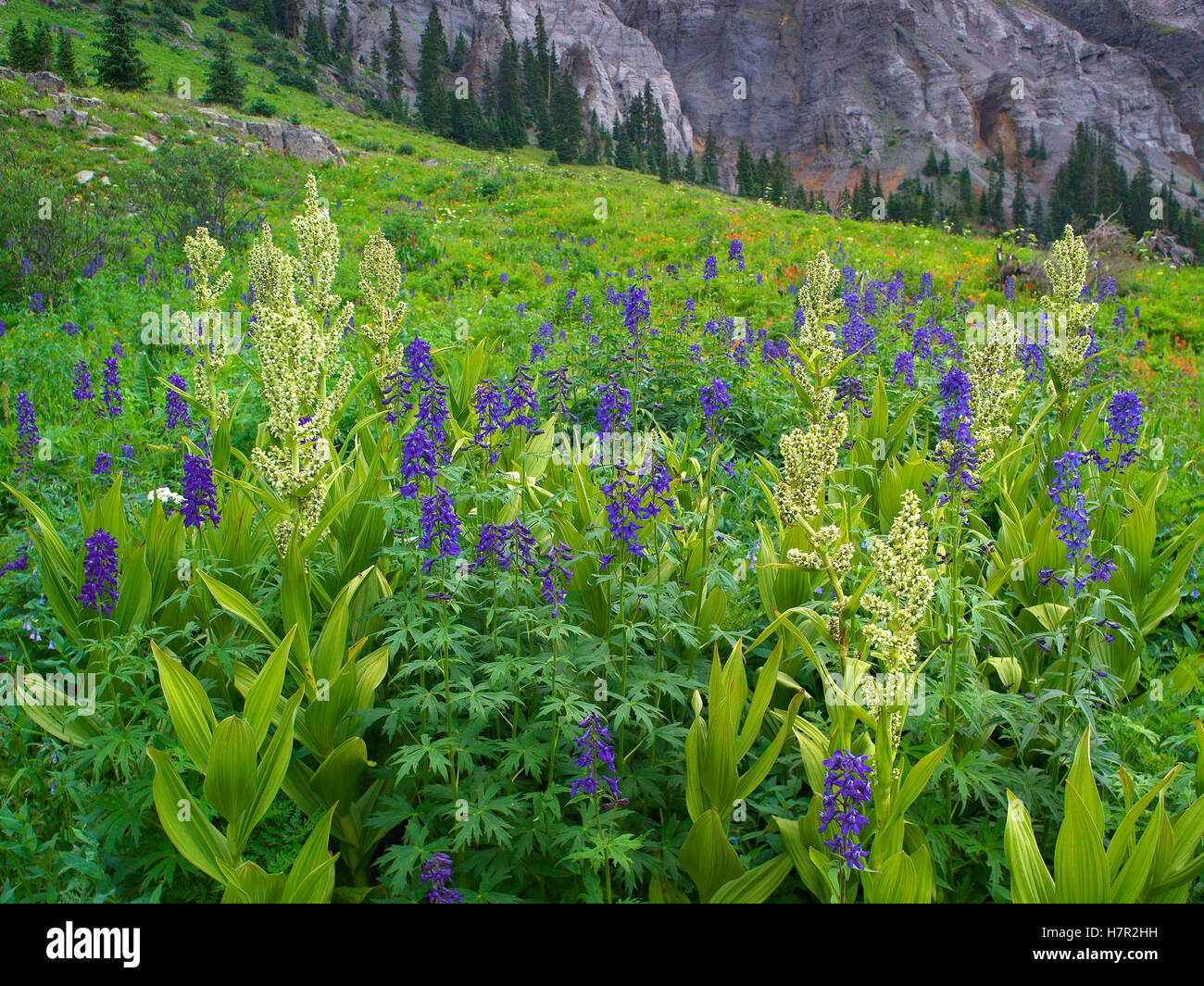 Delphinium (Delphinium staphisagria) flowers in meadow beneath Potosi ...