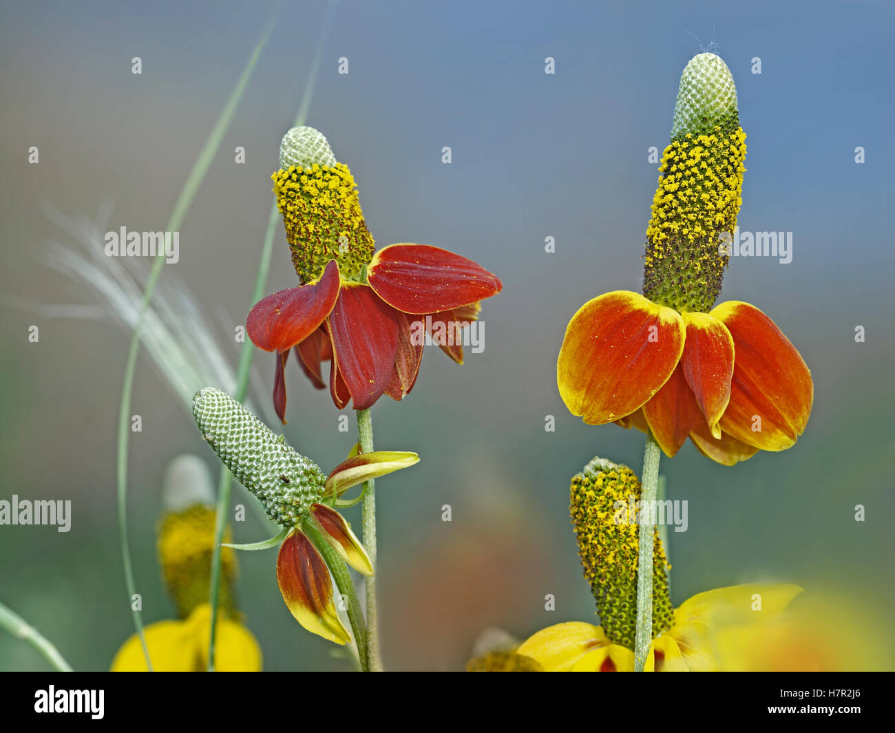 Mexican Hat (Ratibida columnifera) flowers in bloom, North America ...