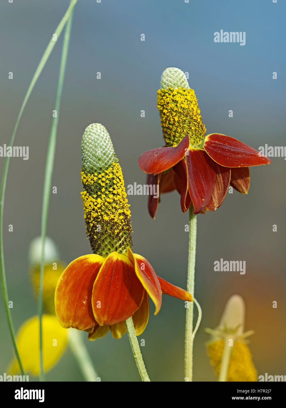 Mexican Hat (Ratibida columnifera) flowers in bloom, North America ...