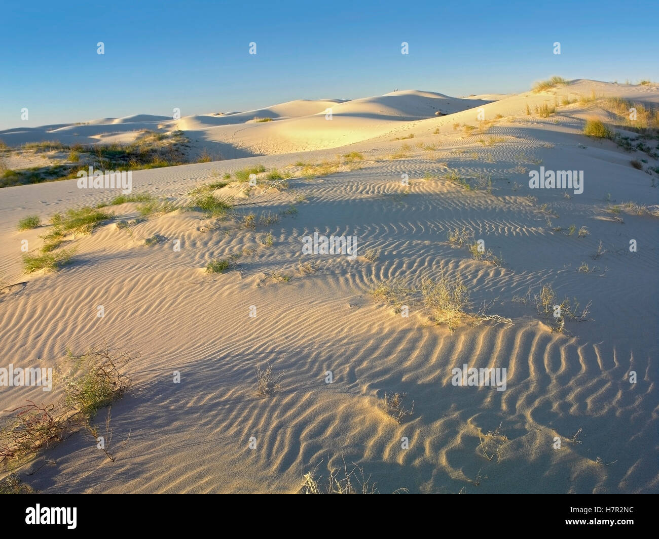 Sand dunes, Monahans Sandhills State Park, Texas Stock Photo - Alamy