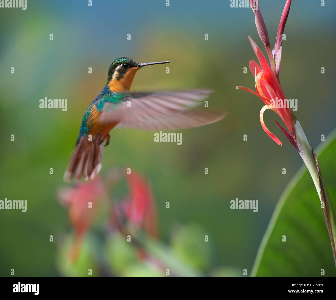 Grey-tailed Mountain Gem (Lampornis cinereicauda) hummingbird female ...